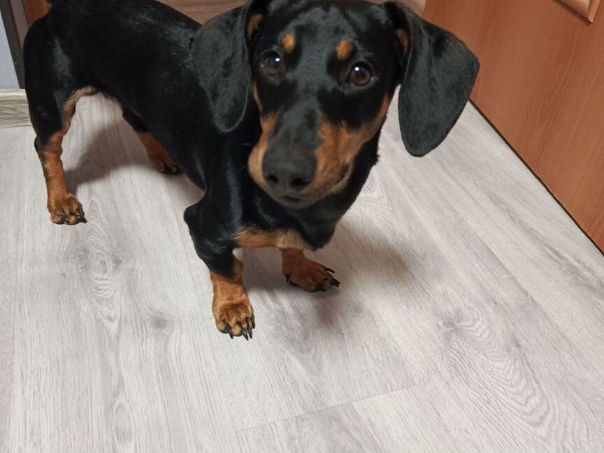 Такса в добрые руки