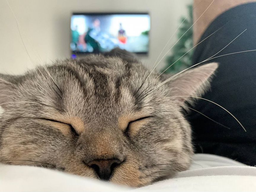 Шотладский котенок в добрые руки