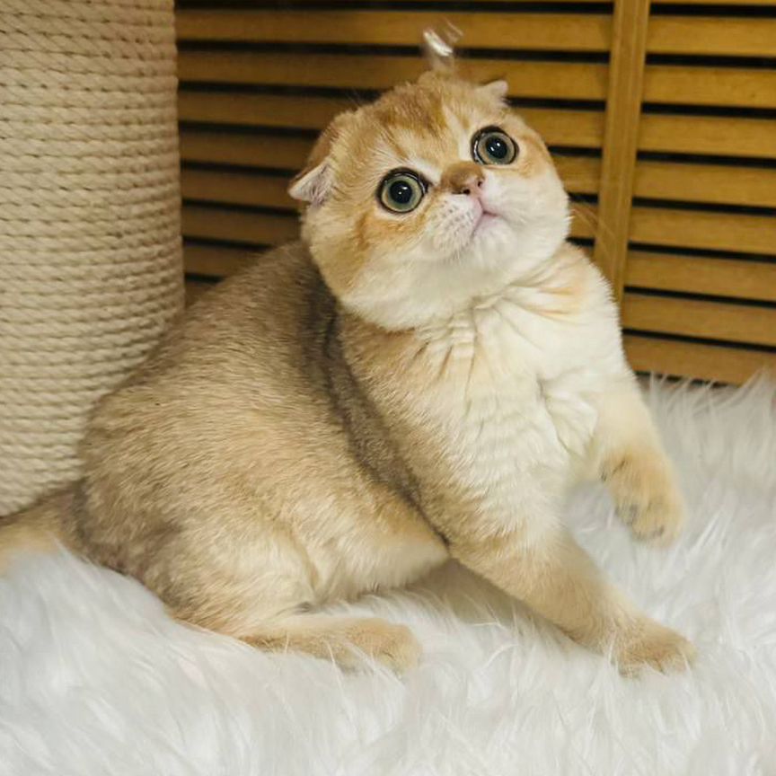 Шотландский вислоухий короткошёрстный котёнок