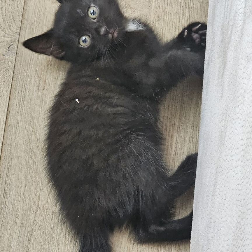 Котенок в добрые руки