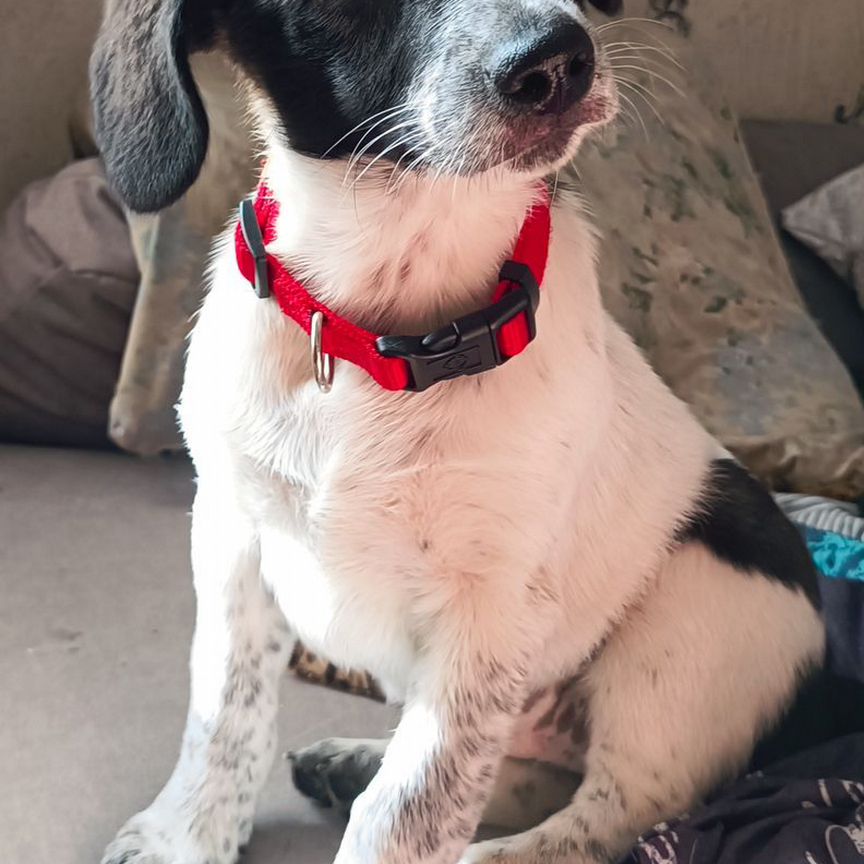 Отдам в добрые руки