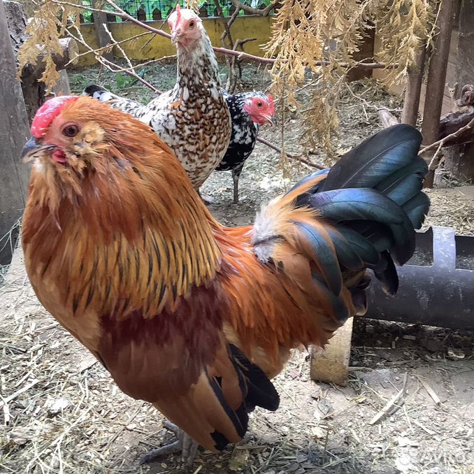 Инкубационное яйцо декоративных курочек