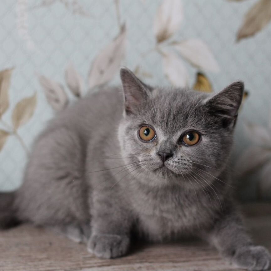 Котик британской короткошерстной