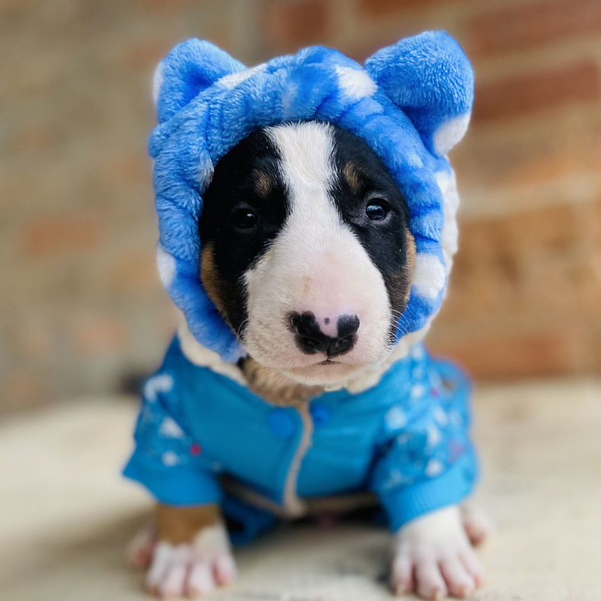 Бультерьер Мэнсон