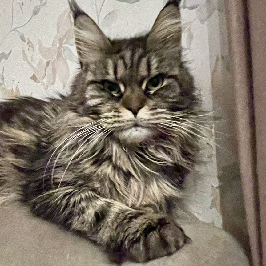 Мейн-кун в добрые руки