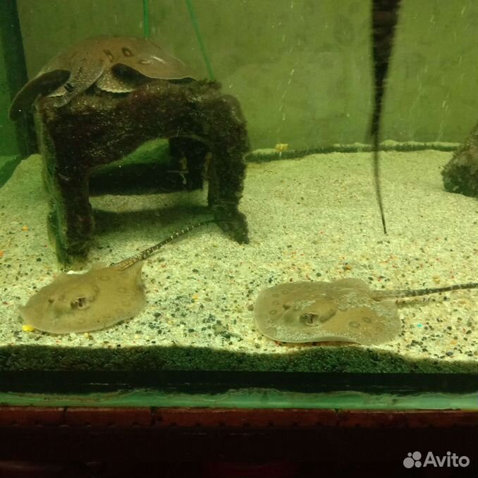 Скат Моторо