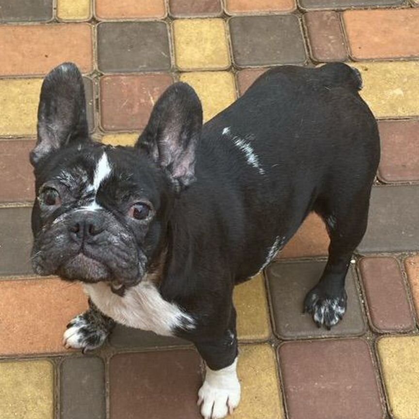 Француженка в добрые руки