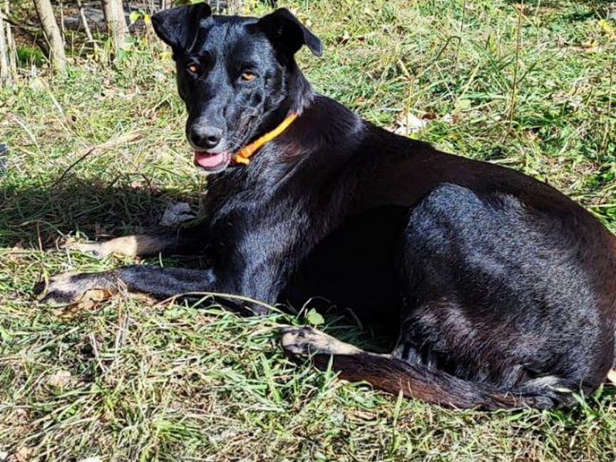 Багира, супер собака