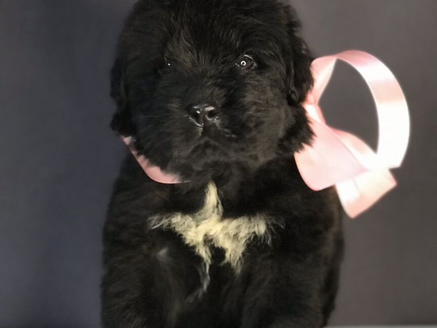 Ньюфаундленд