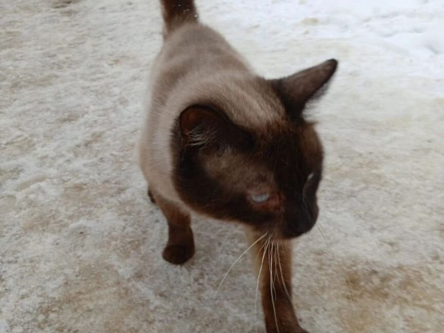 Тайская кошка ищет дом