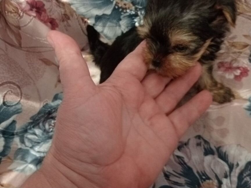 Йоркширский терьер щенки