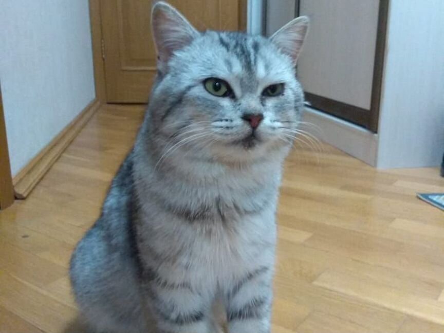 Котик в добрые руки
