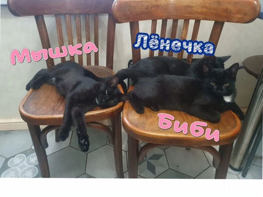 Очень ласковый котенок