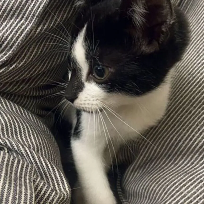 Котенок