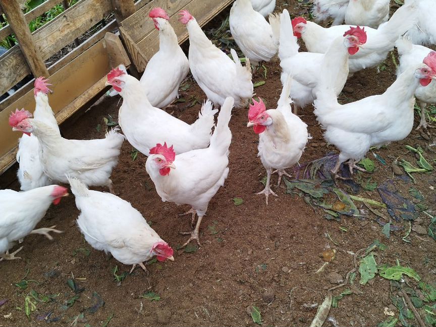 Куры несушки