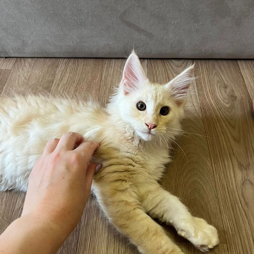 Котенок мейн-кун