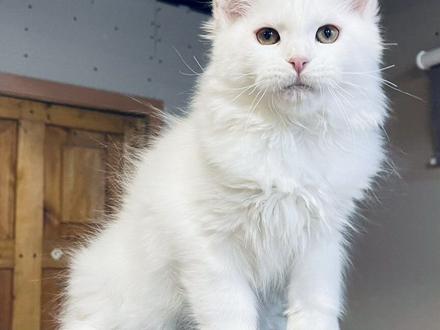 Белая девочка мейн кун