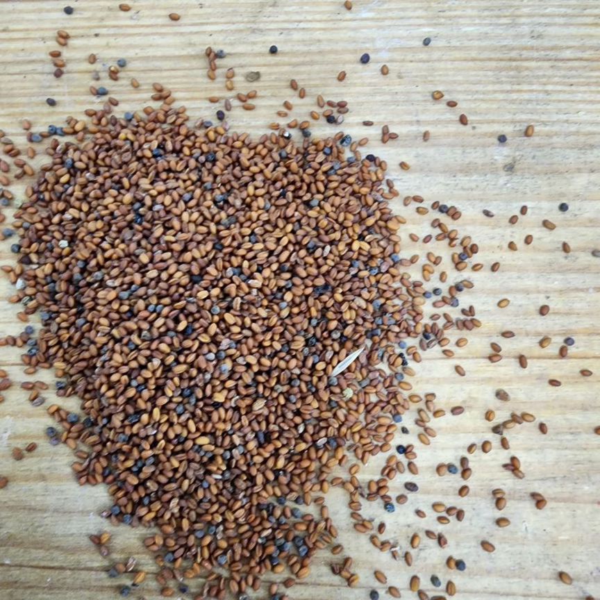 Рыжей / Семена Рыжея