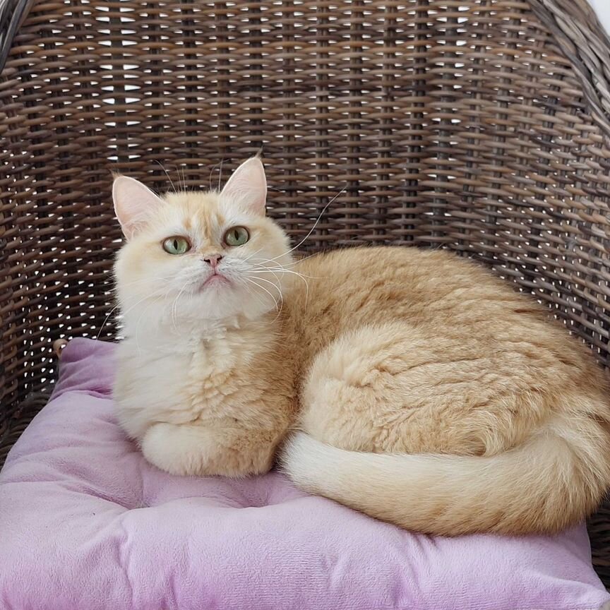 Кошка золотая шиншилла