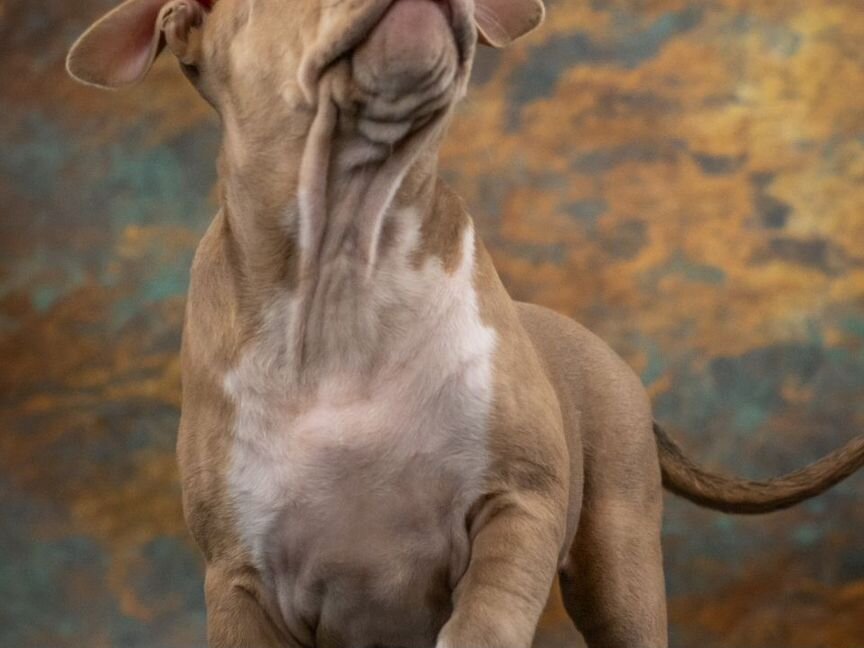 Стаффордширский терьер