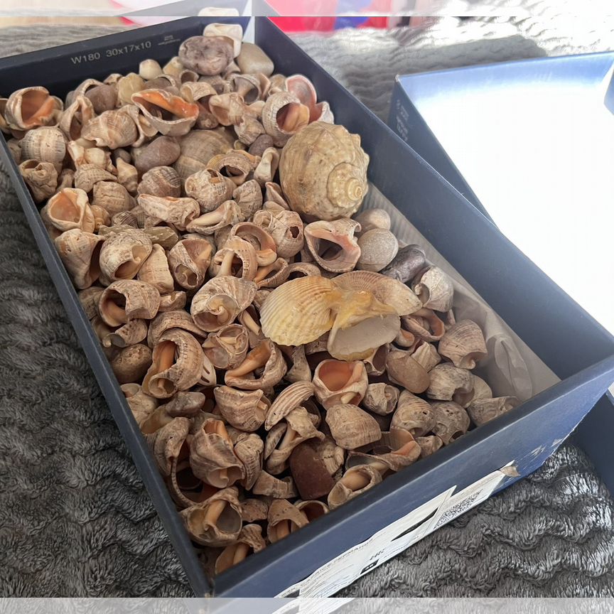 Ракушки для аквариума