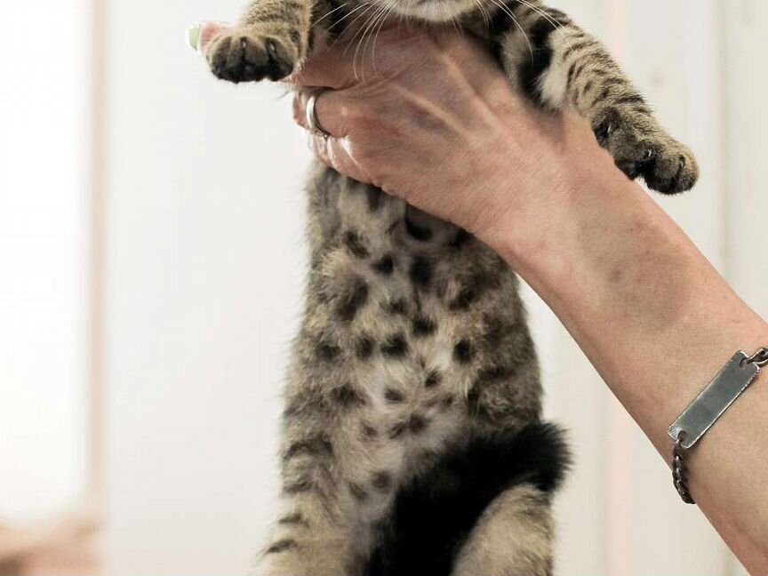 Кот с характером