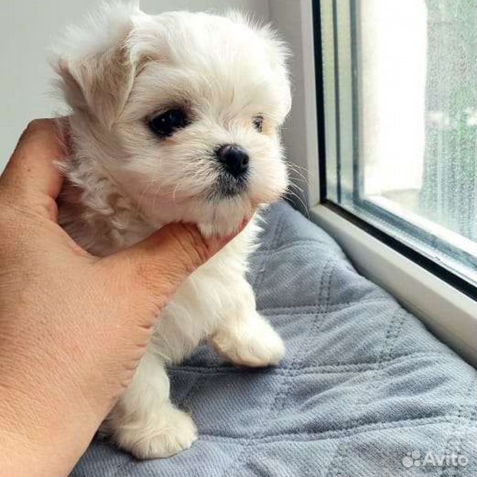 Мальтийская болонка малыш