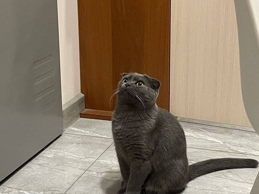 Шотландская кошка