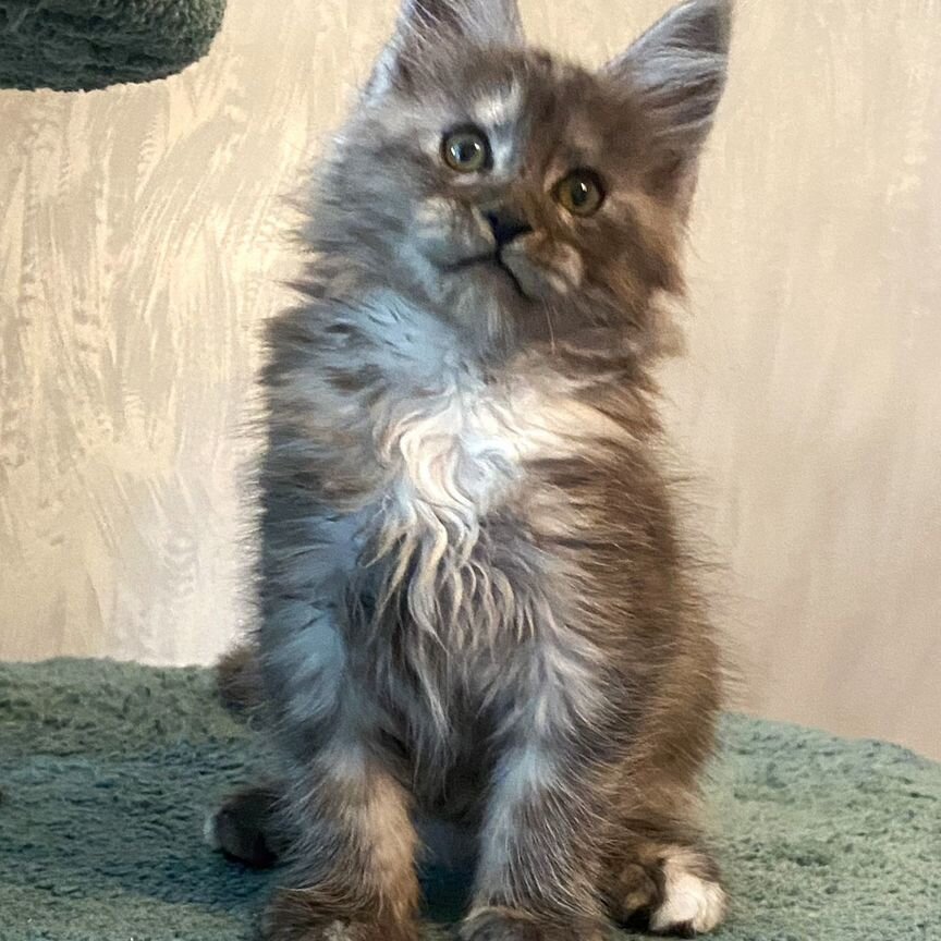 Мейн-кун черепаховый дым