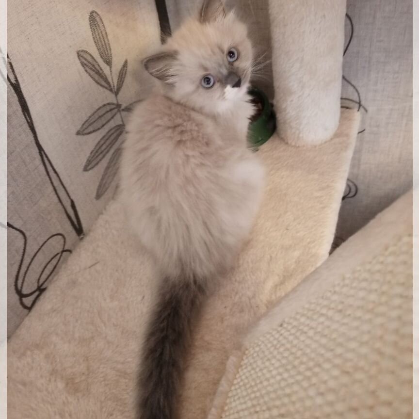 Невский маскарадный котёнок