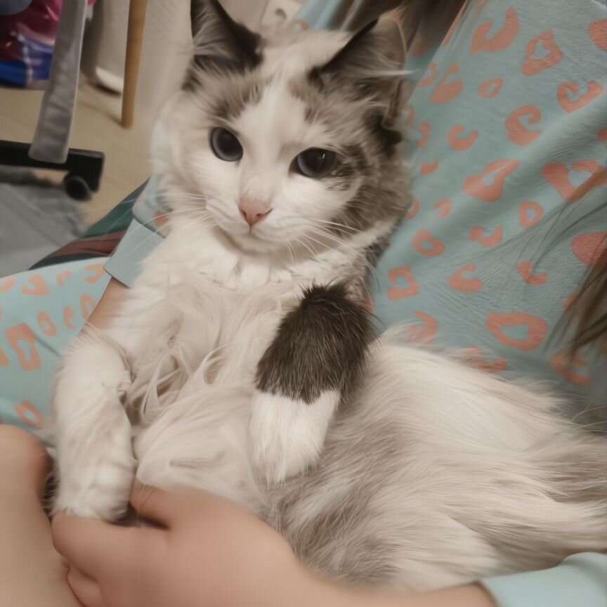 Сибирская, взрослая кошка