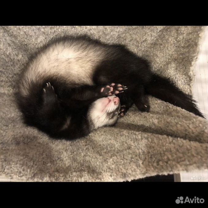 Хорек с клеткой