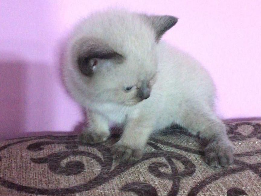 Шотландские котята