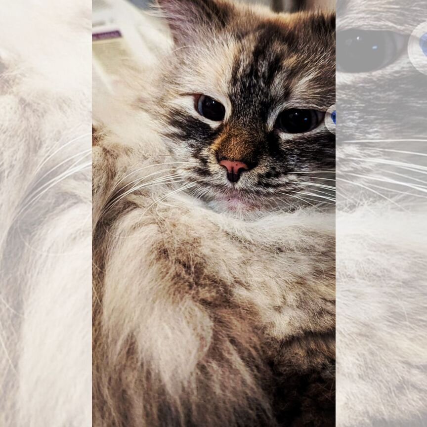 Кот удаленно