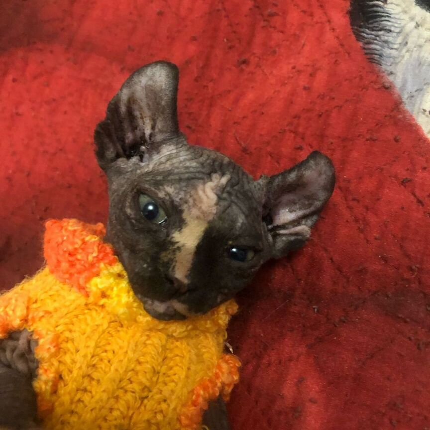 Котокукла эльф