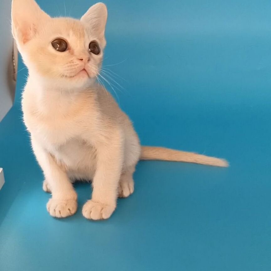 Бурманскии малыш