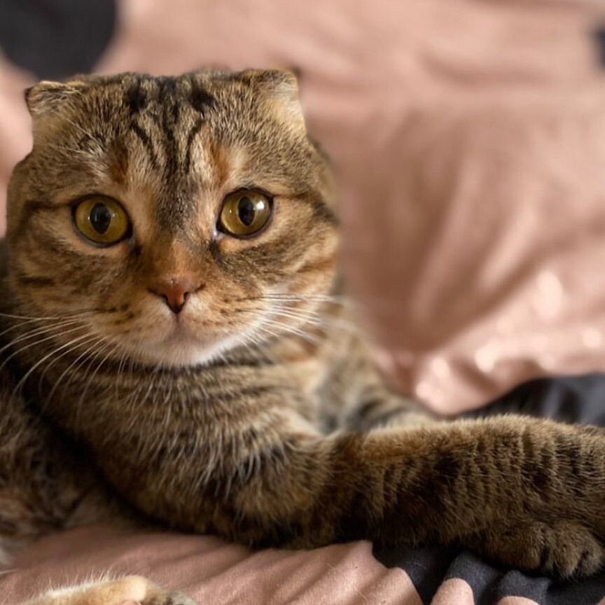 Шотландская вислоухая