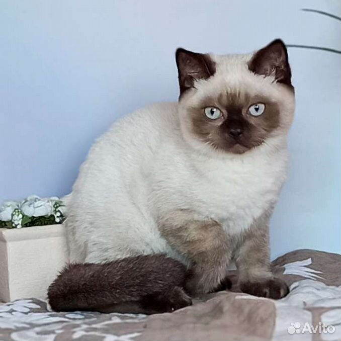 Британский котик колорпойнт