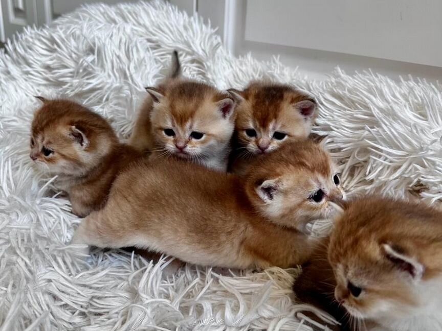 Котята британской золотой шиншиллы