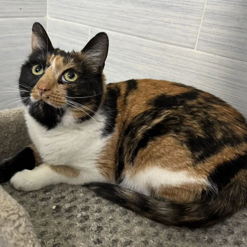 Взрослая, Девочка кошка в добрые руки