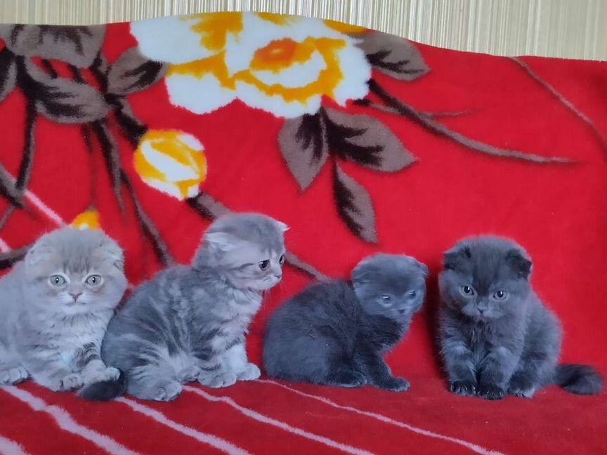 Шотландские вислоухие котята