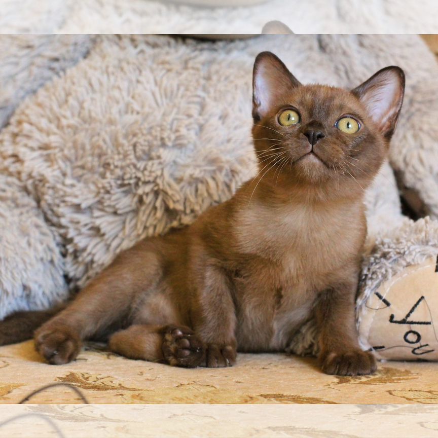 Котёнок американской бурмы