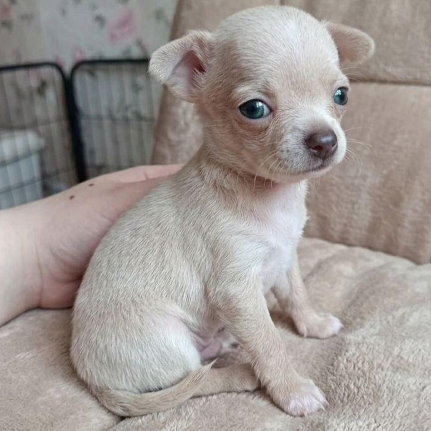 Чихуахуа, щенок