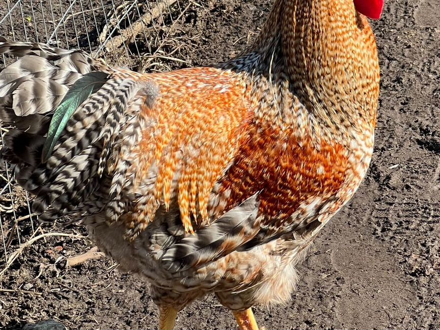 Петух белефельдер криль