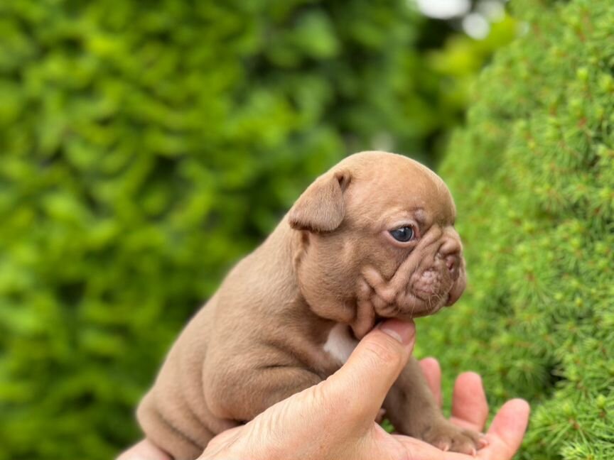 Французкий бульдог мальчик шоколадный