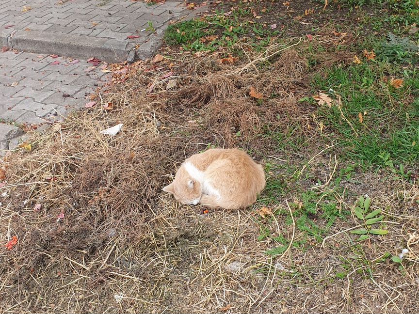 Кот Персик