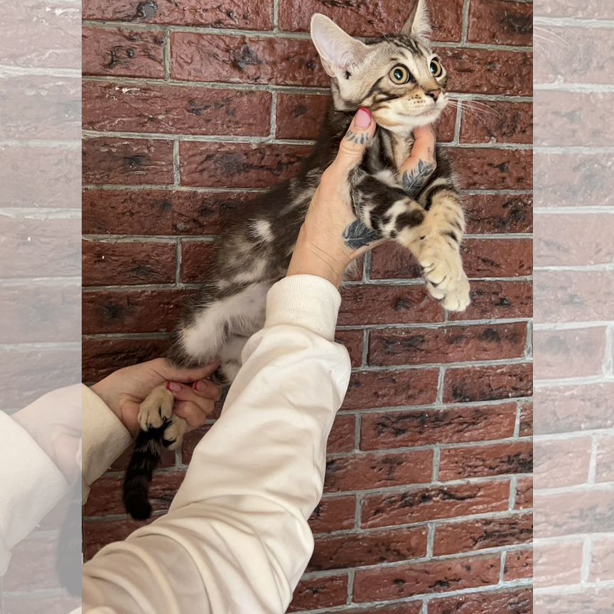 Котята абикуна