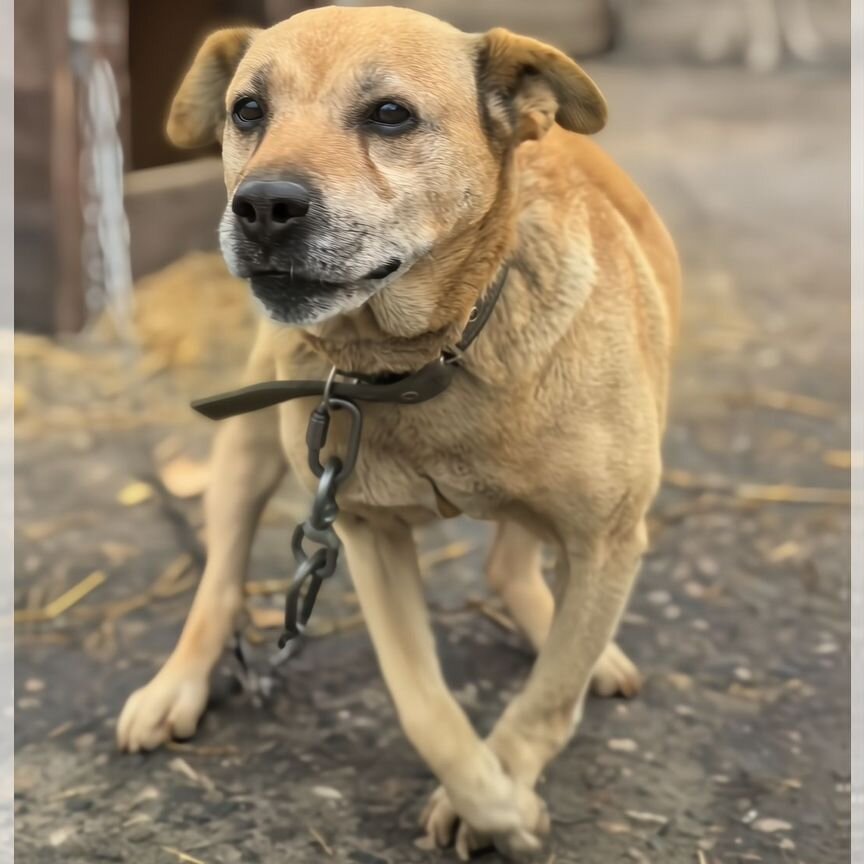 Взрослая собака в добрые руки