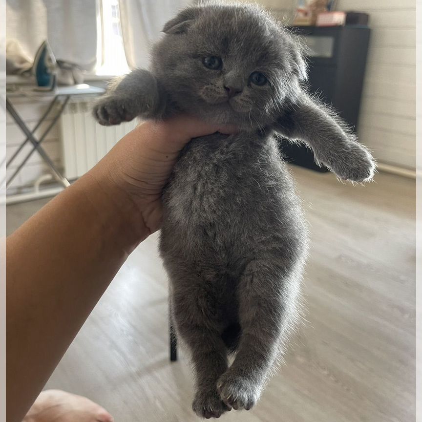 Шотландский вислоухий короткошёрстный котёнок