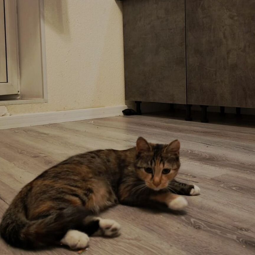 Котенок